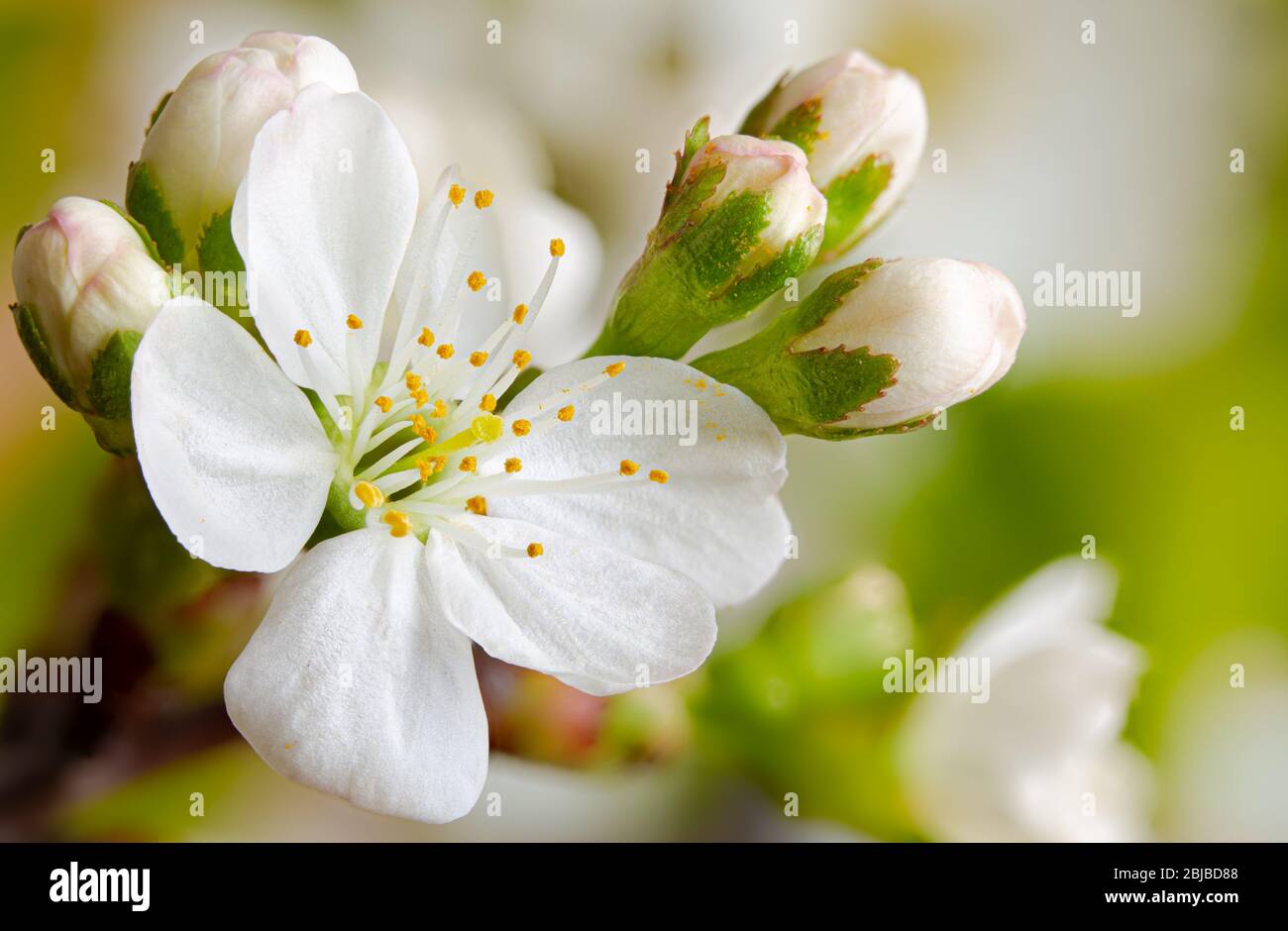 White cherry tree hi-res stock photography and images - Alamy