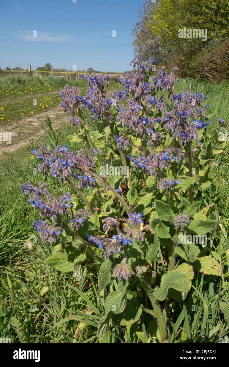 Borage, Starflower, Borago officinalis, Sussex, UK, April Stock Photo ...