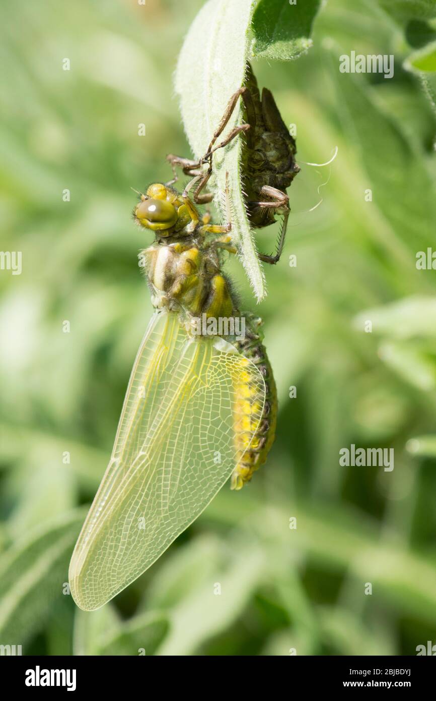 adult dragonfly emerging from a larva, metamorphosis, Broad-bodied ...