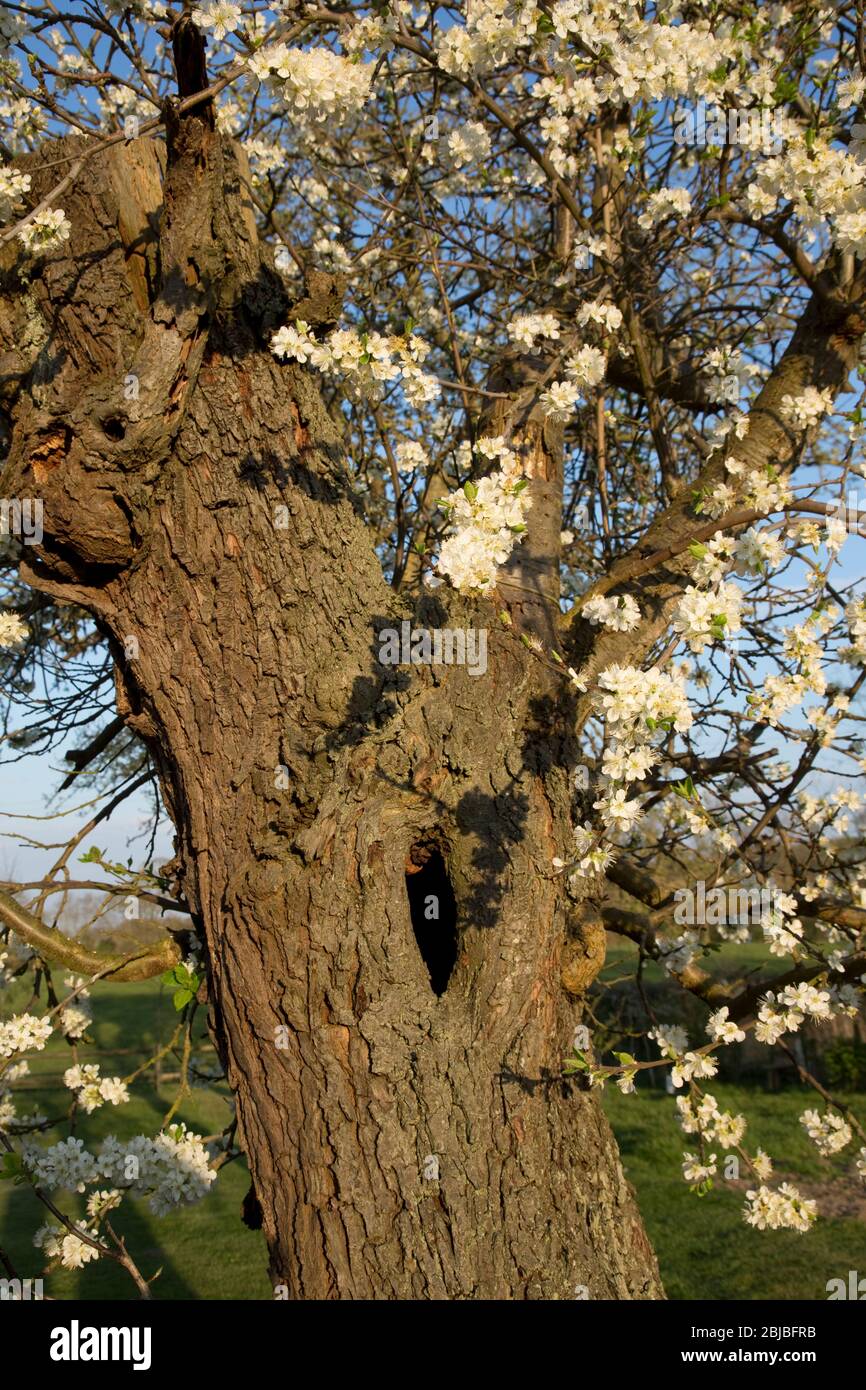 Spring plum blossom on very old knarled Victorie plum tree, UK Stock ...