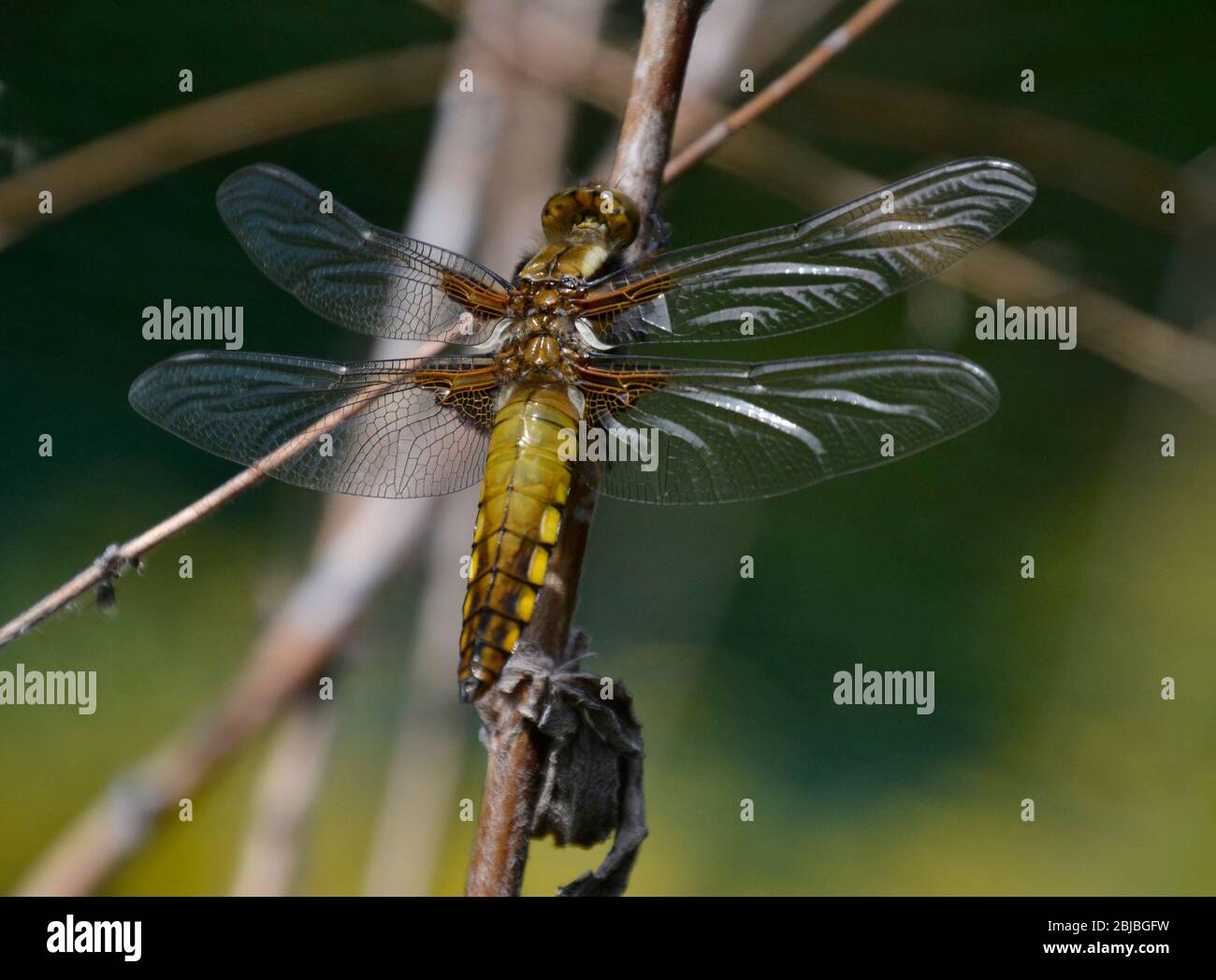 Female broad-bodied chaser dragon fly on a reed in the UK Stock Photo ...