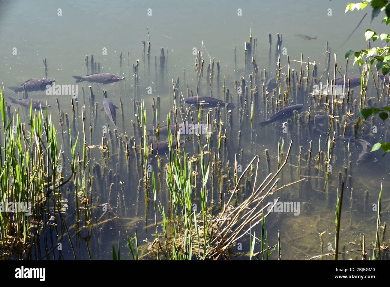 Eging am see hi-res stock photography and images - Alamy