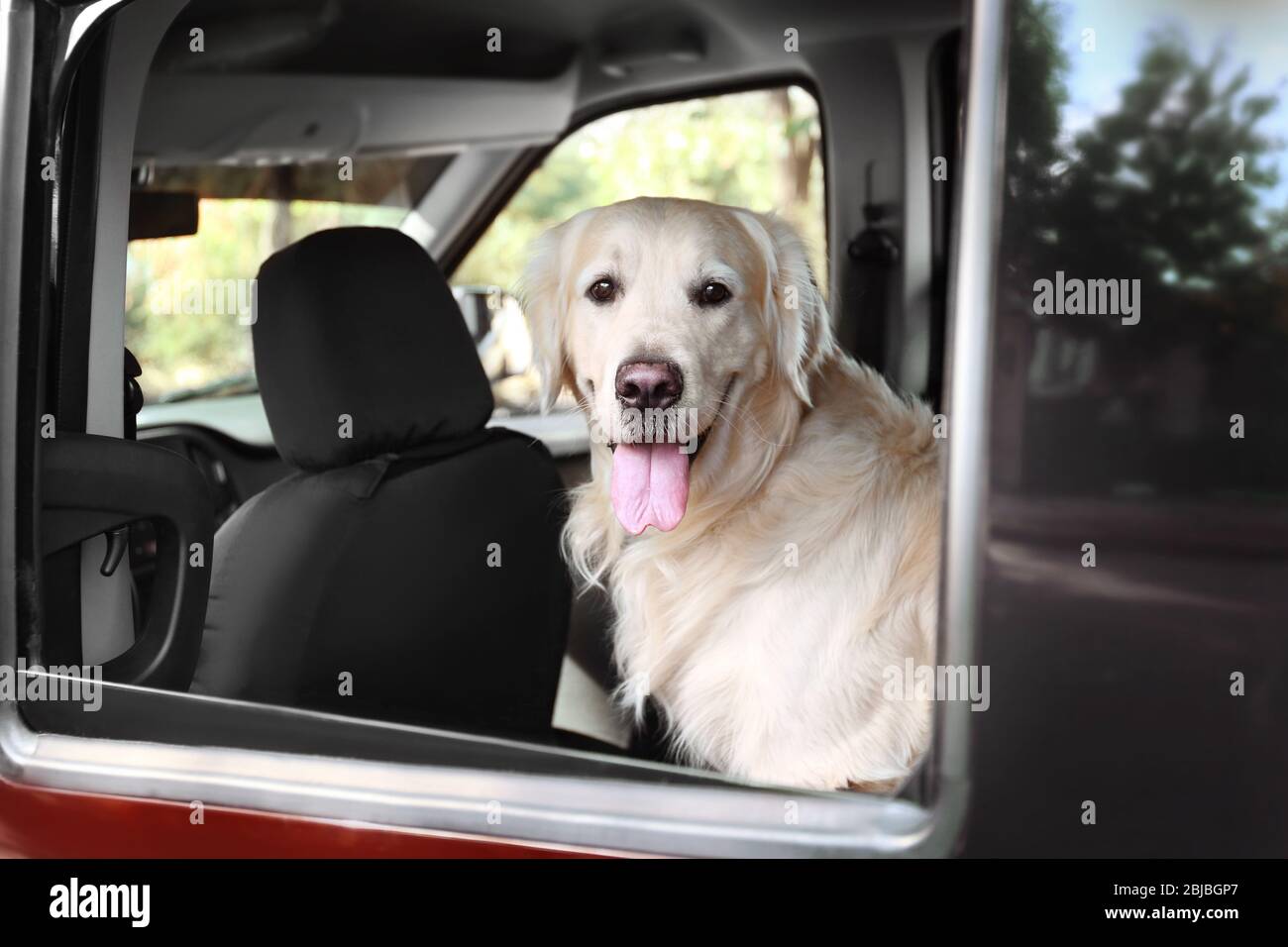 Cute Labrador dog in car Stock Photo - Alamy