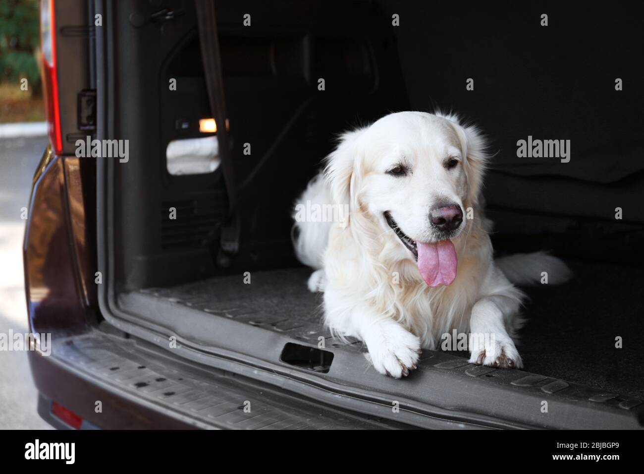 Cute Labrador dog in car Stock Photo - Alamy