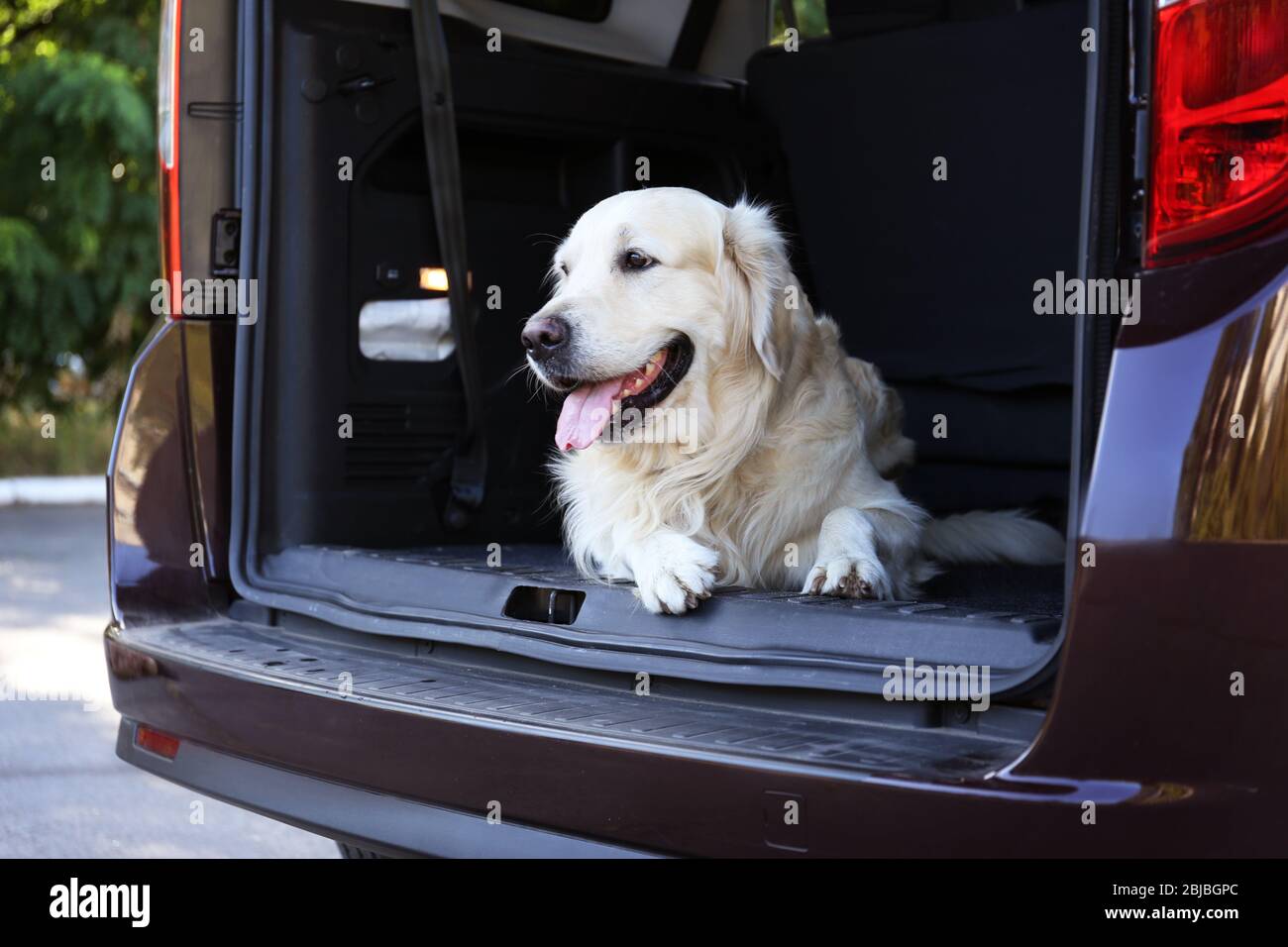 Cute Labrador dog in car Stock Photo - Alamy
