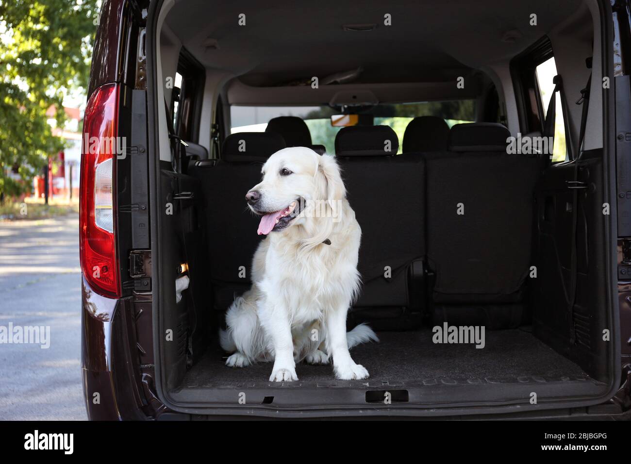 Cute Labrador dog in car Stock Photo - Alamy