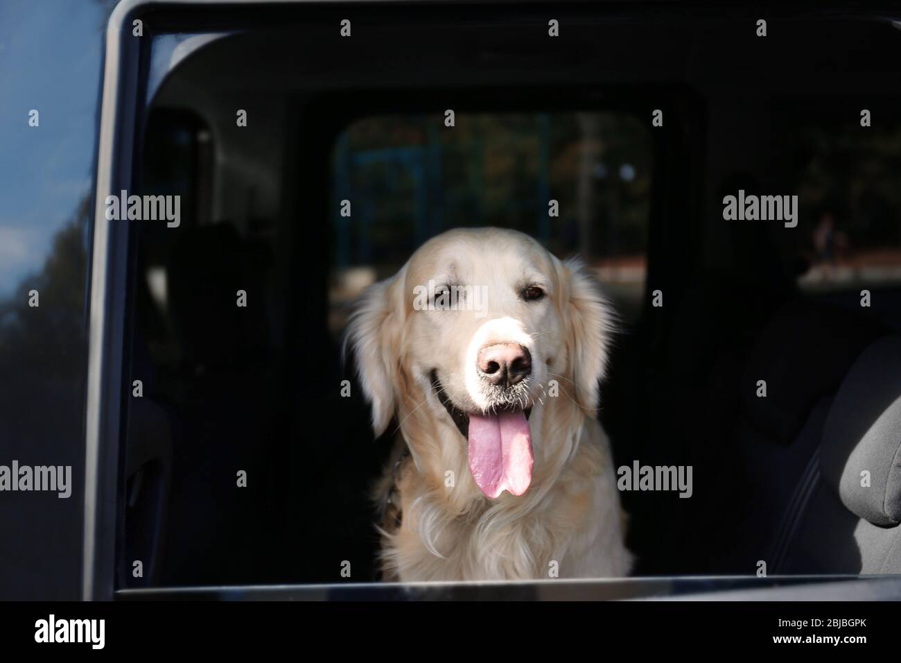Cute Labrador dog in car Stock Photo - Alamy