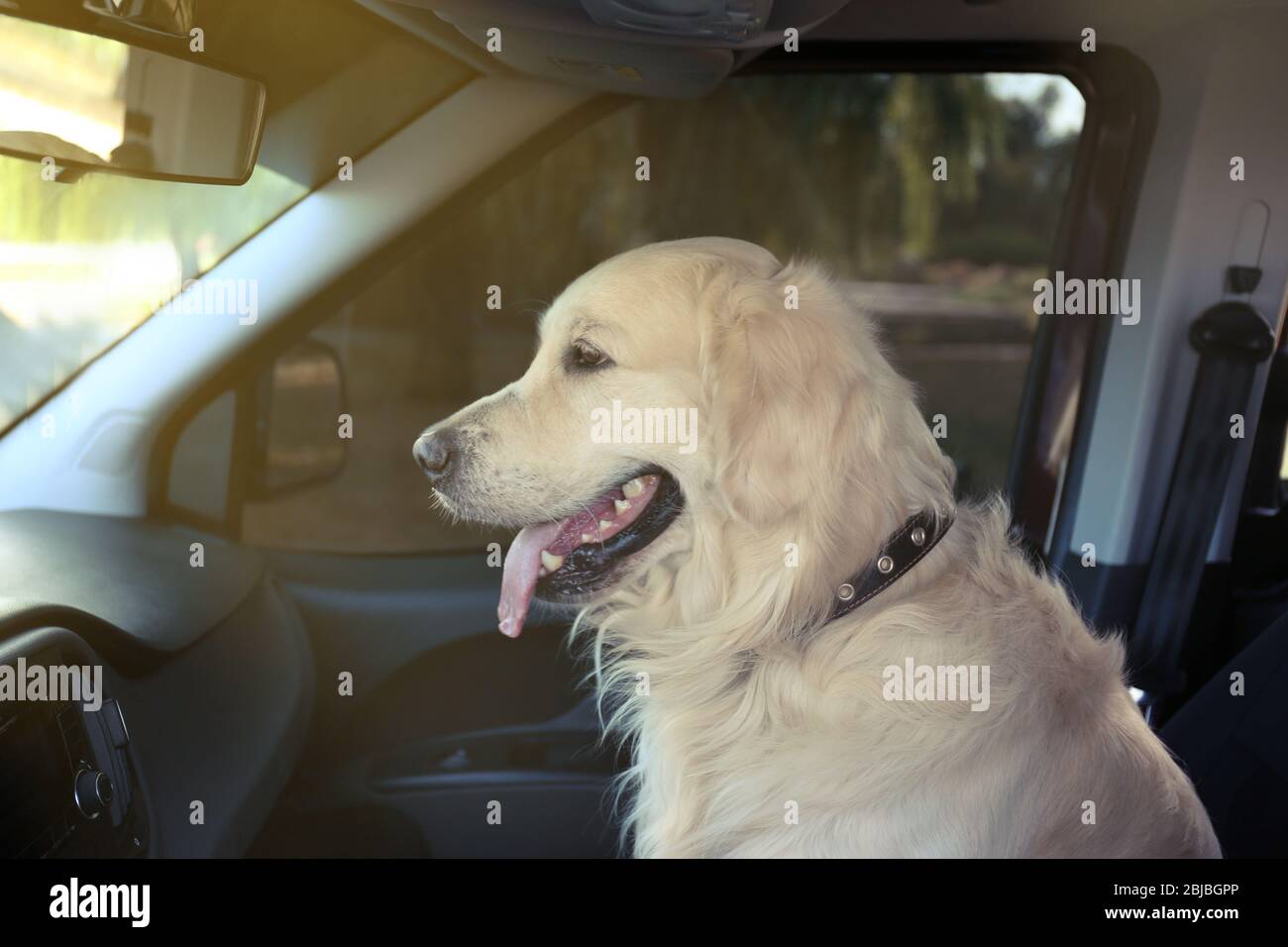 Cute Labrador dog in car Stock Photo - Alamy