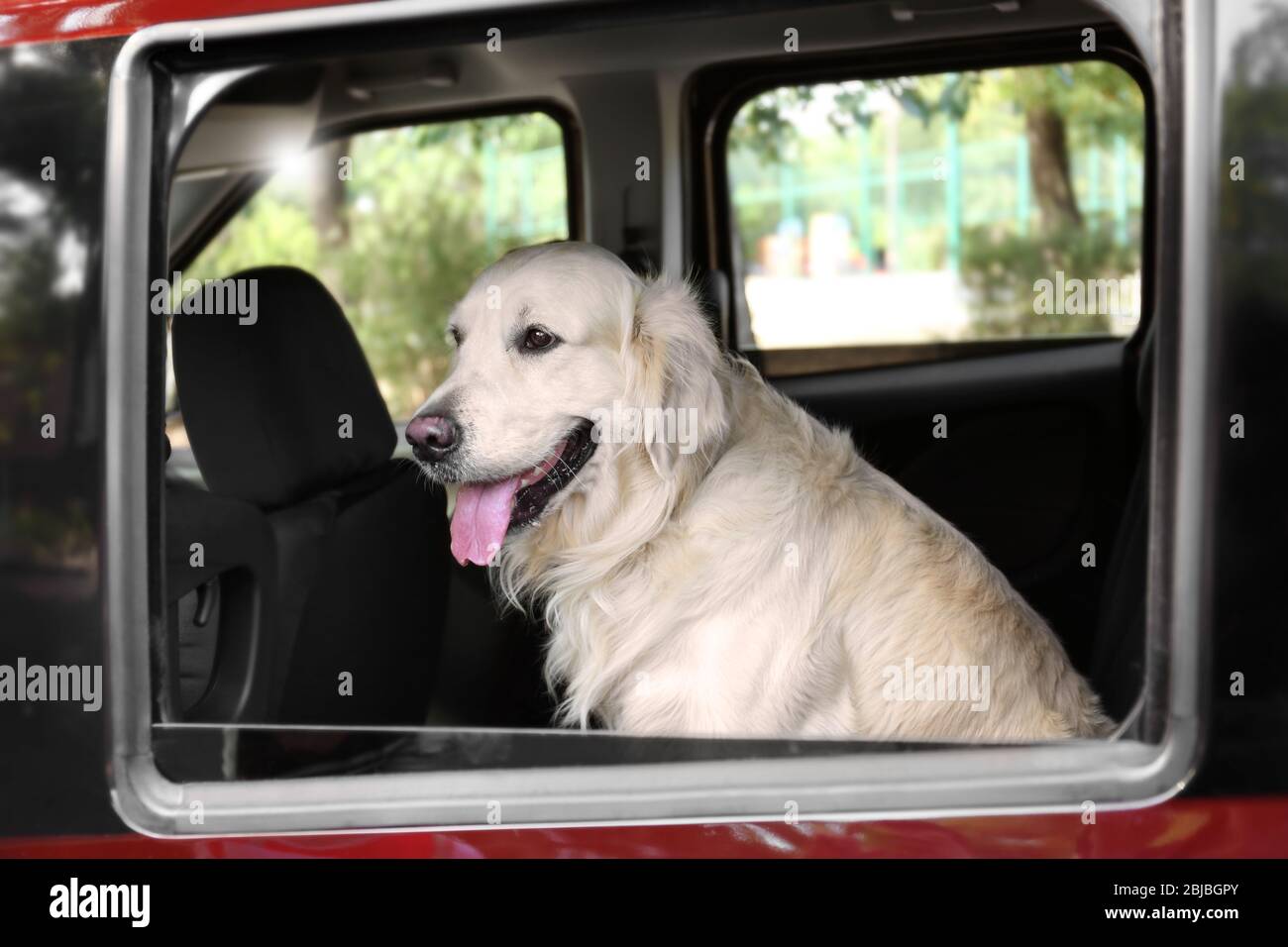 Cute Labrador dog in car Stock Photo - Alamy