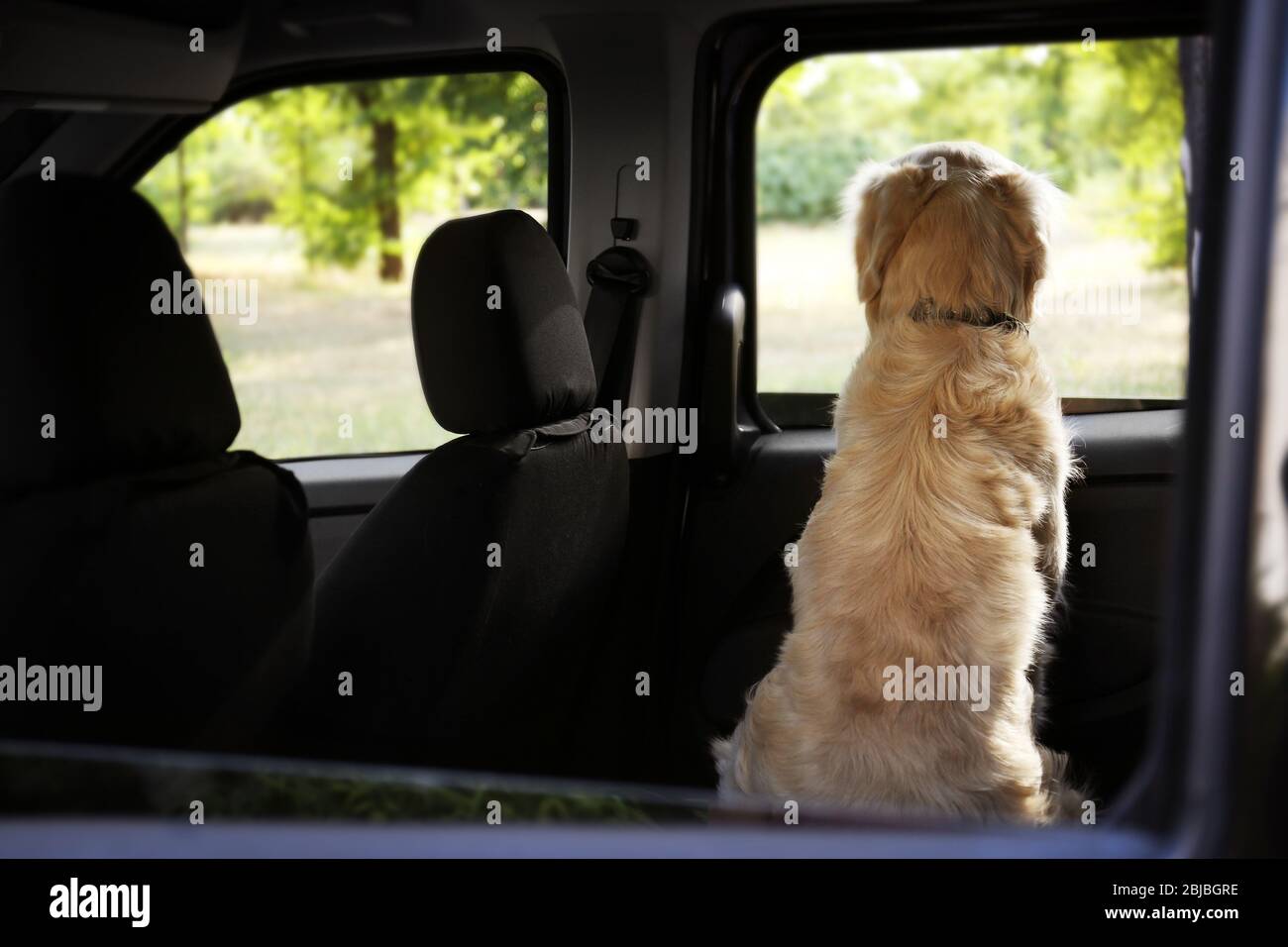 Cute Labrador dog in car Stock Photo - Alamy