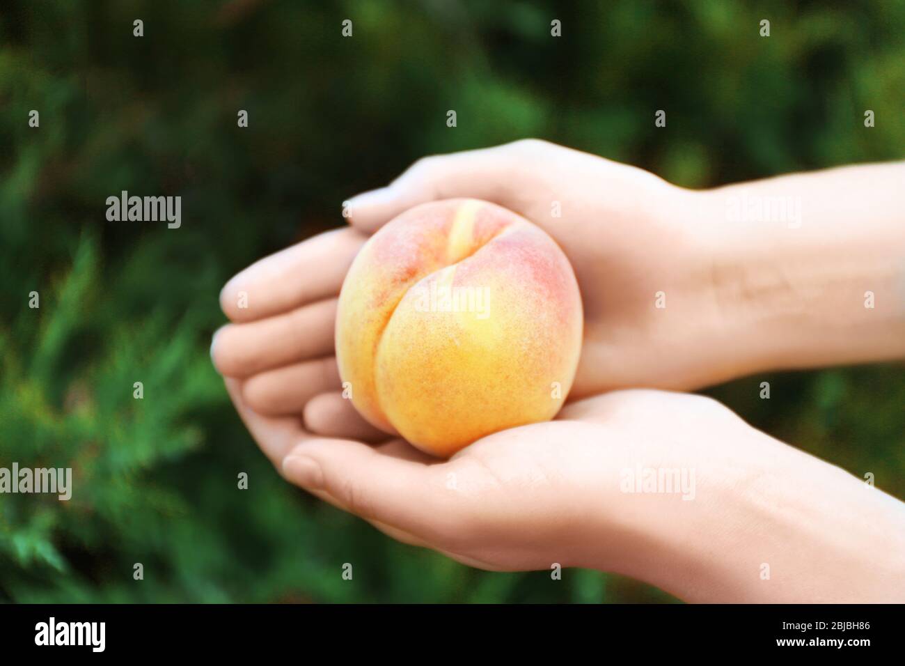 Hands holding peach hi-res stock photography and images - Alamy
