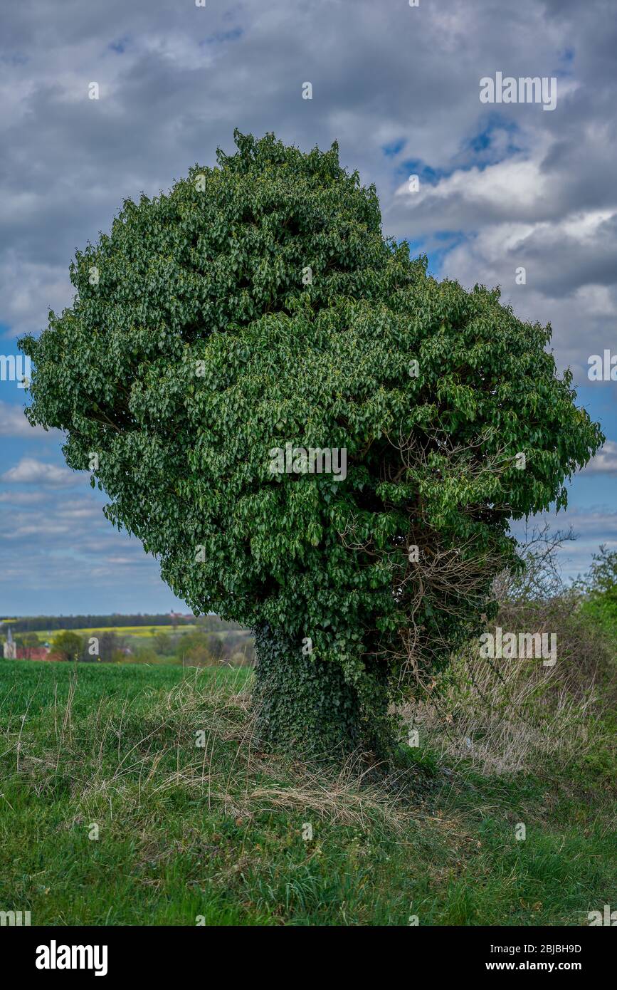 Old cherry tree fully covered with ivy Stock Photo - Alamy