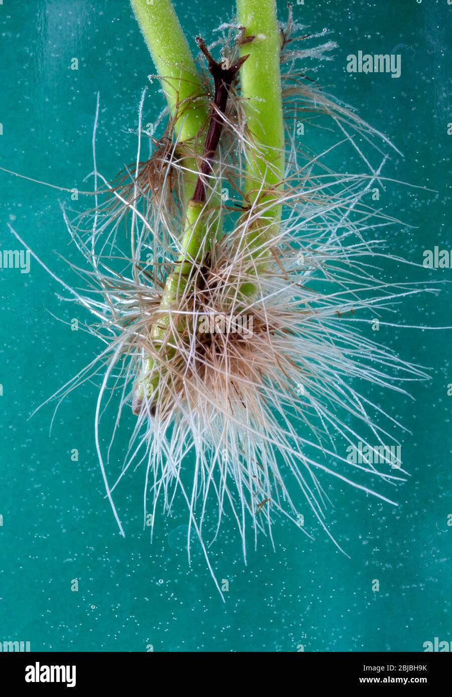Plant with roots hi-res stock photography and images - Alamy