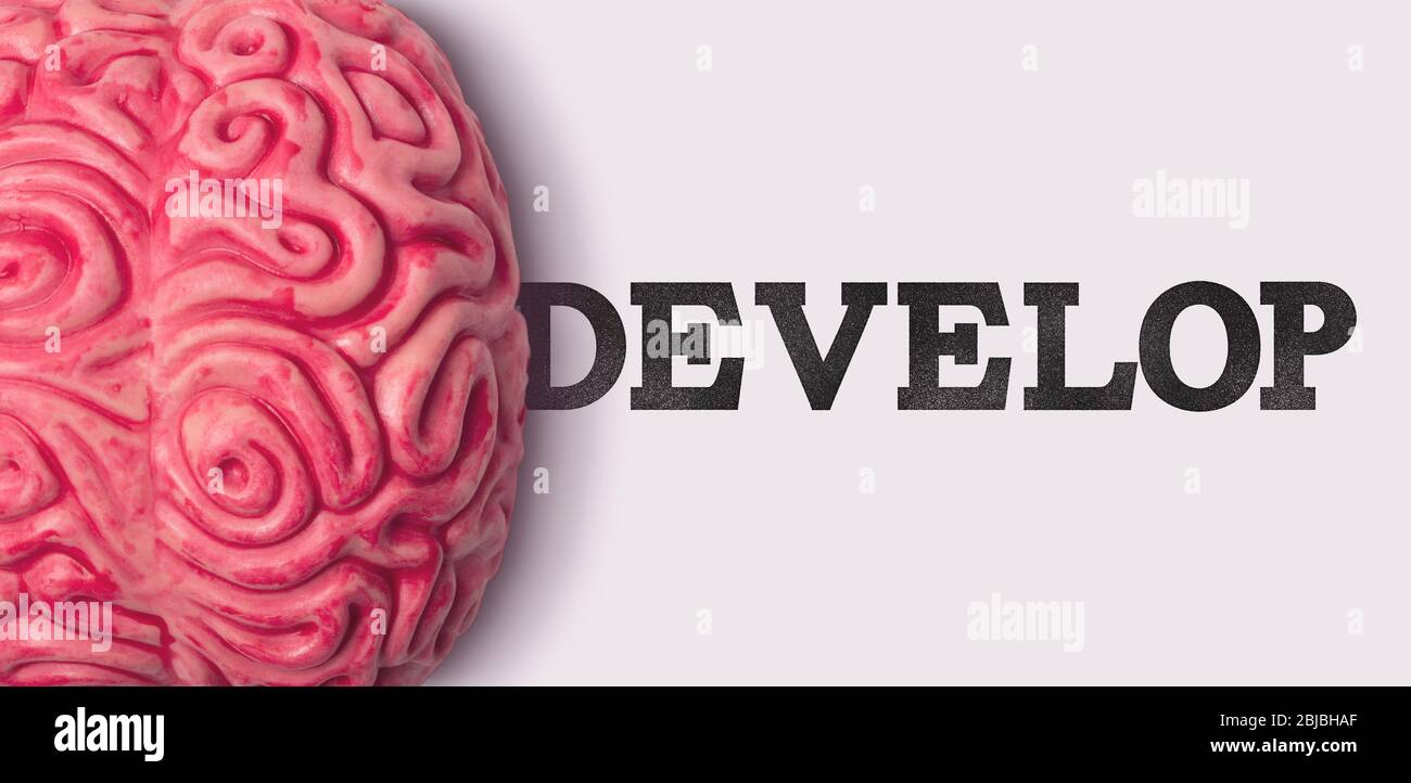 develop word next to a human brain model Stock Photo - Alamy