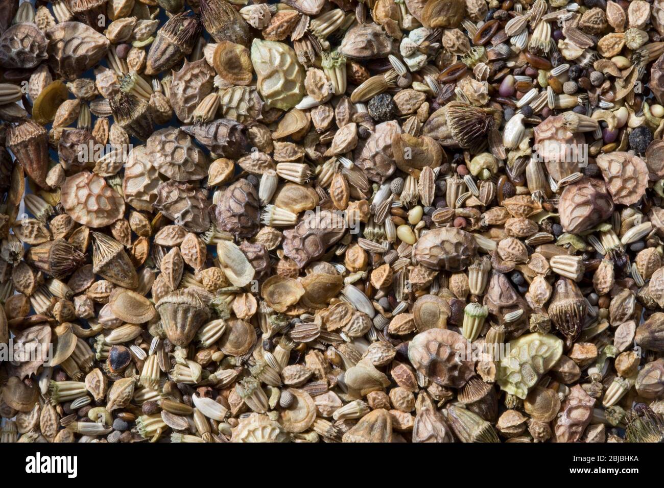 Closeup of mixture of 15 different British native wildflower seeds ...