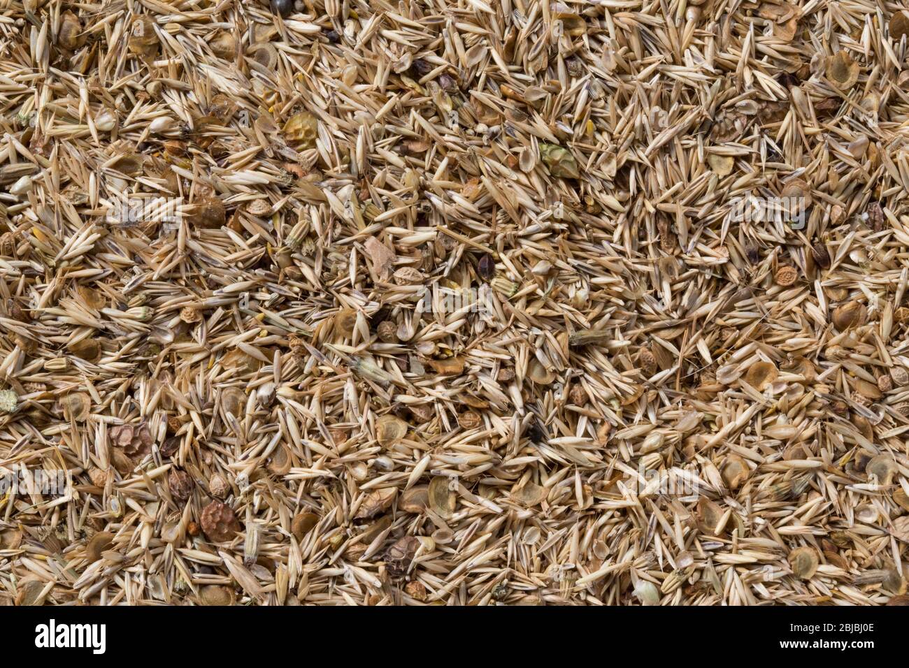 Closeup of mixture of different British native wildflower and grass ...