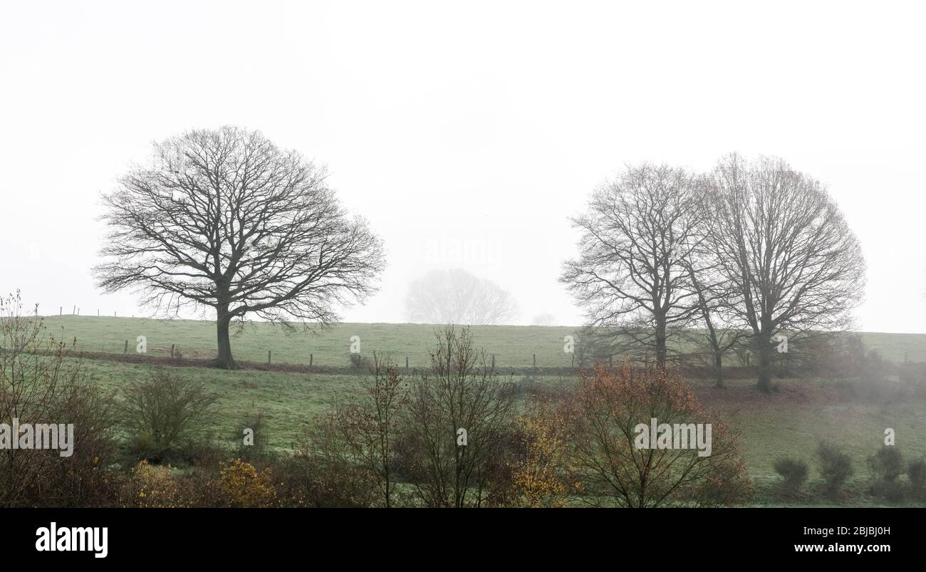 Forest in the rural countryside, Westerwald woodlands in Rhineland ...