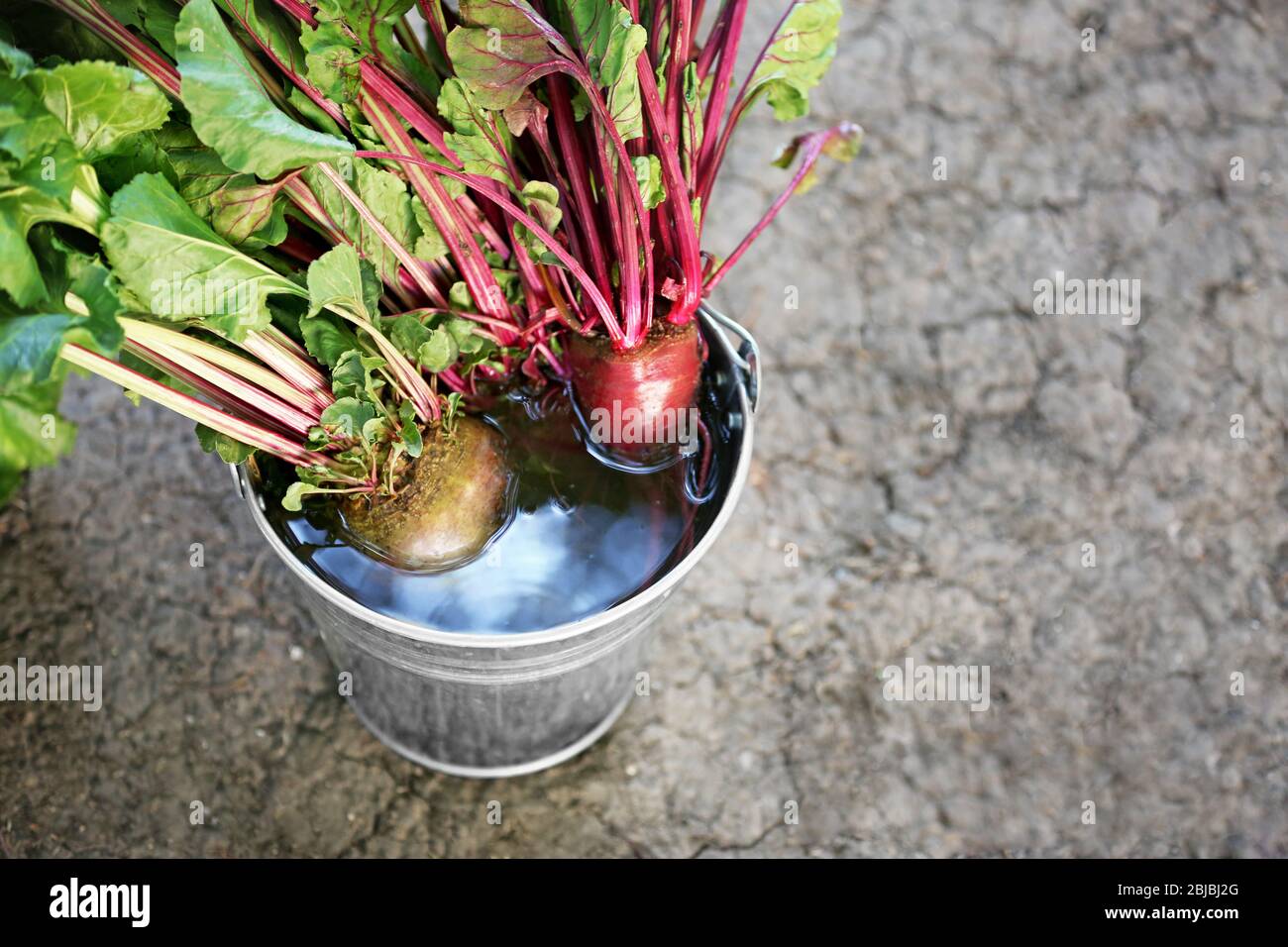Bucket with young beets on grey background Stock Photo - Alamy