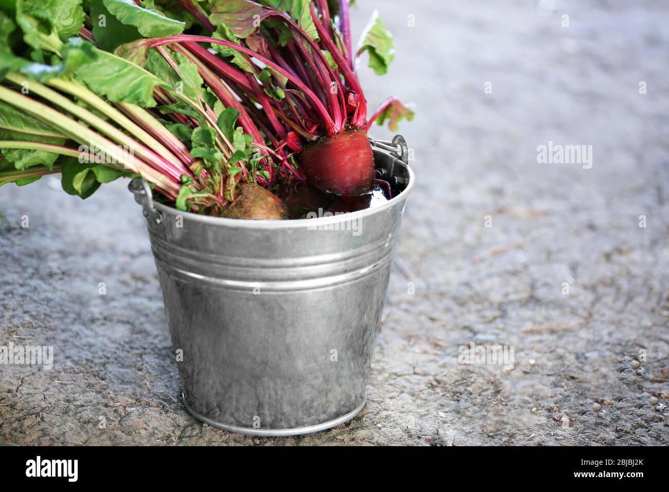 Bucket with young beets on grey background Stock Photo - Alamy