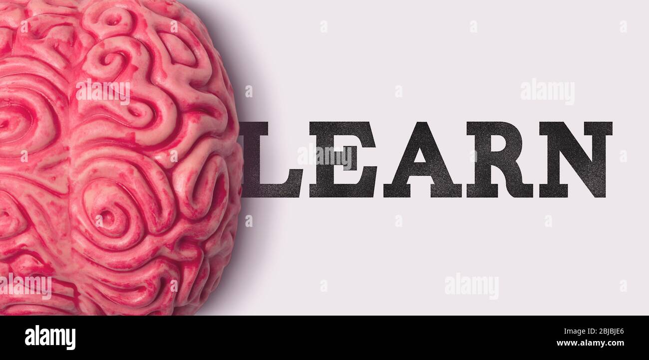 Learn word next to a human brain model Stock Photo - Alamy