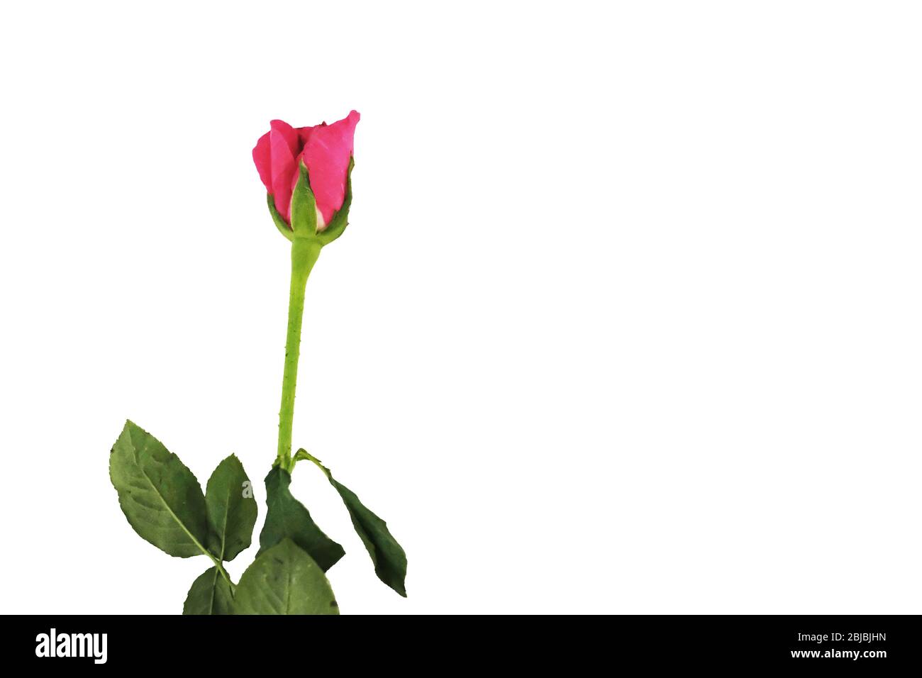 Single rose isolated on white background Stock Photo - Alamy