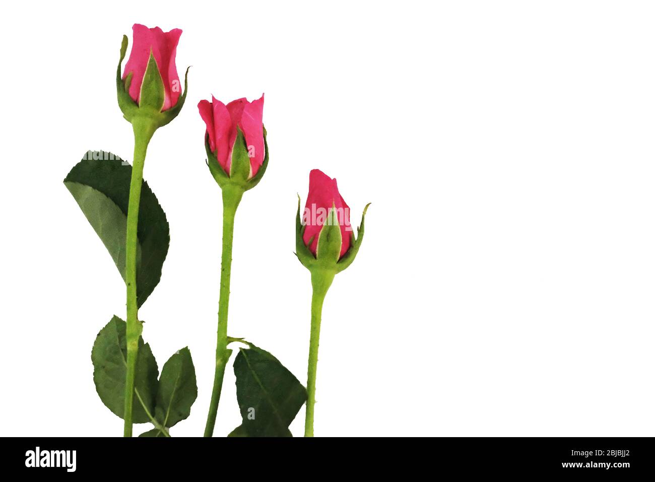 Three pink roses isolated on white background Stock Photo - Alamy