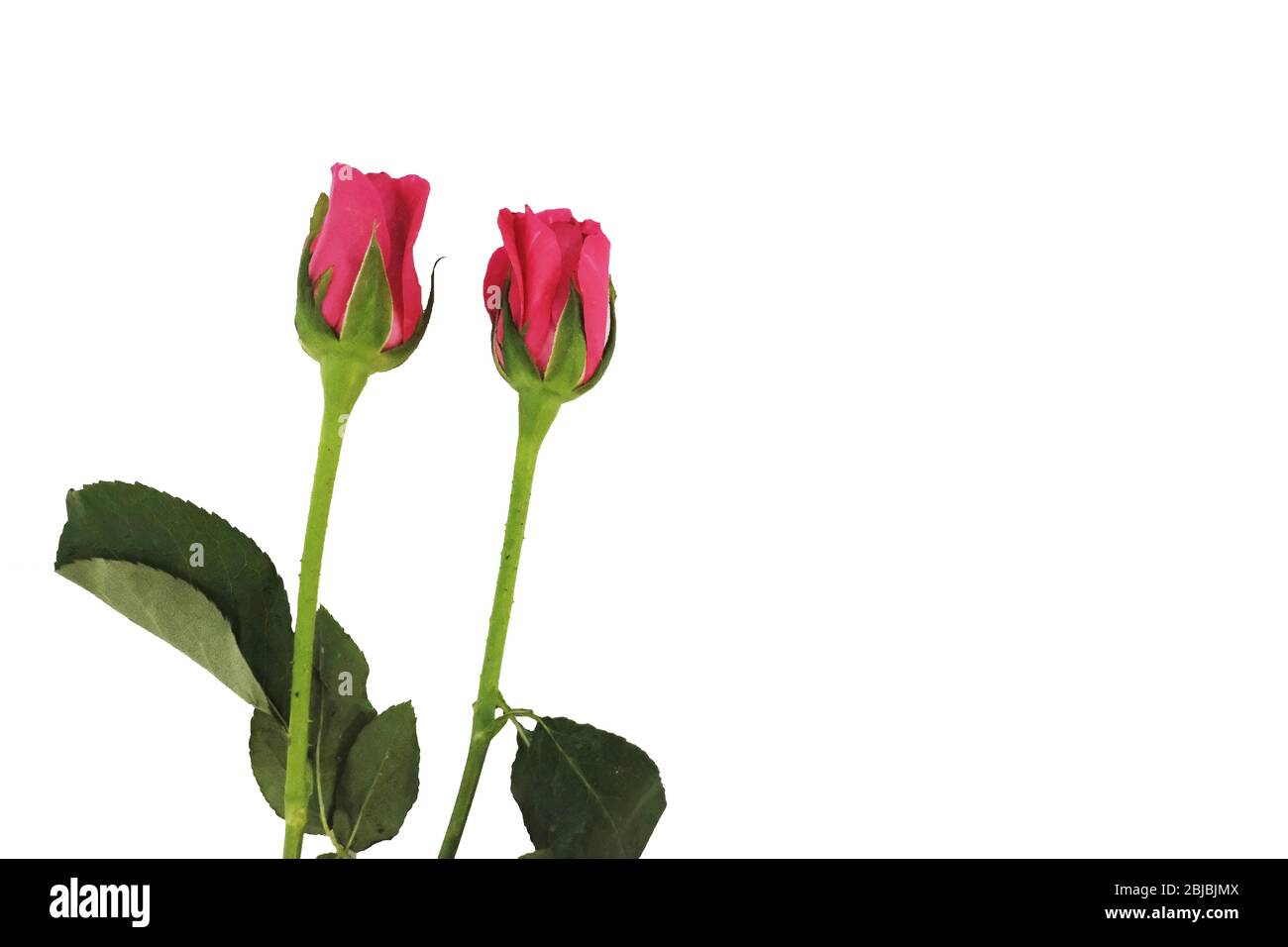 Two pink roses isolated on white background Stock Photo - Alamy