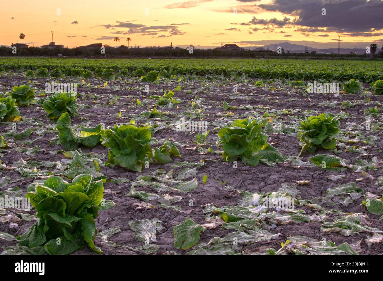 Lettuce field in agricultural plantation at sunset. Lettuces he first ...