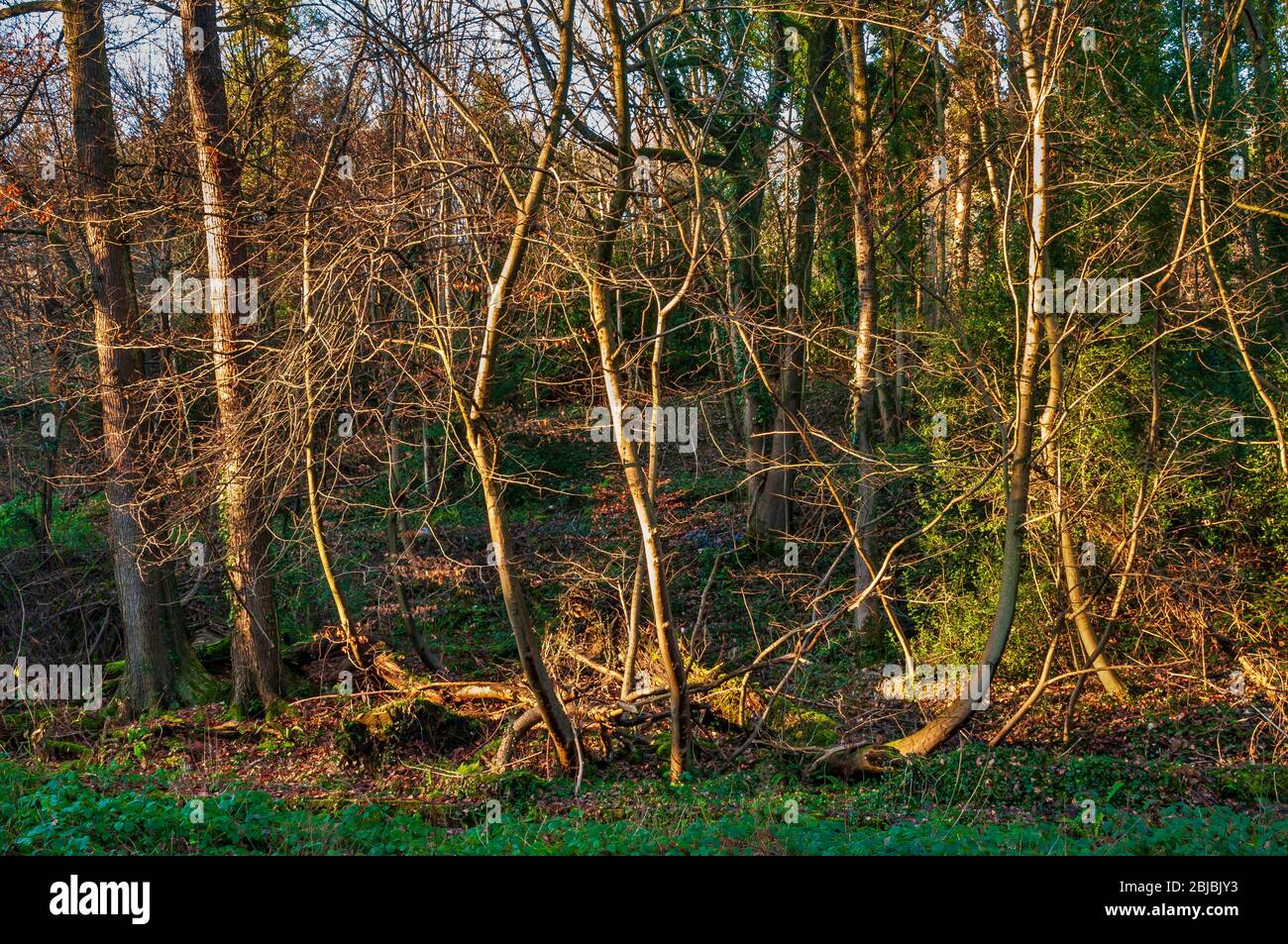 Tangled trees hi-res stock photography and images - Alamy