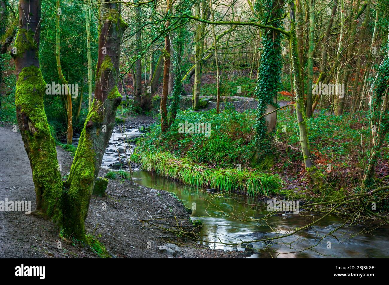 The meandering River Porter in Whiteley Woods near the Wiremill Dam ...
