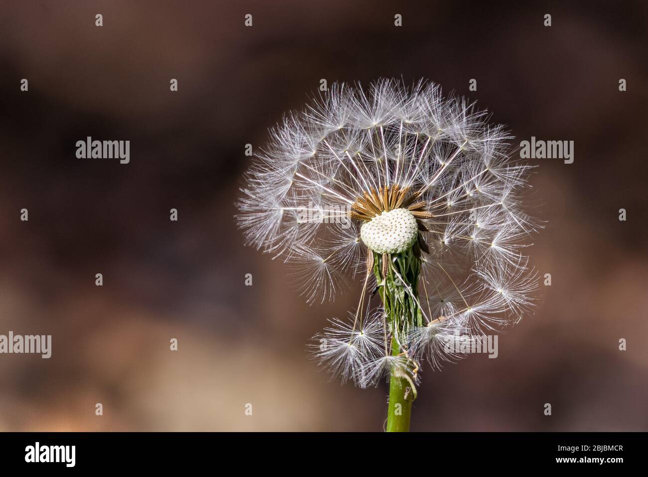 Partially dispersed dandelion clock seed head Stock Photo - Alamy