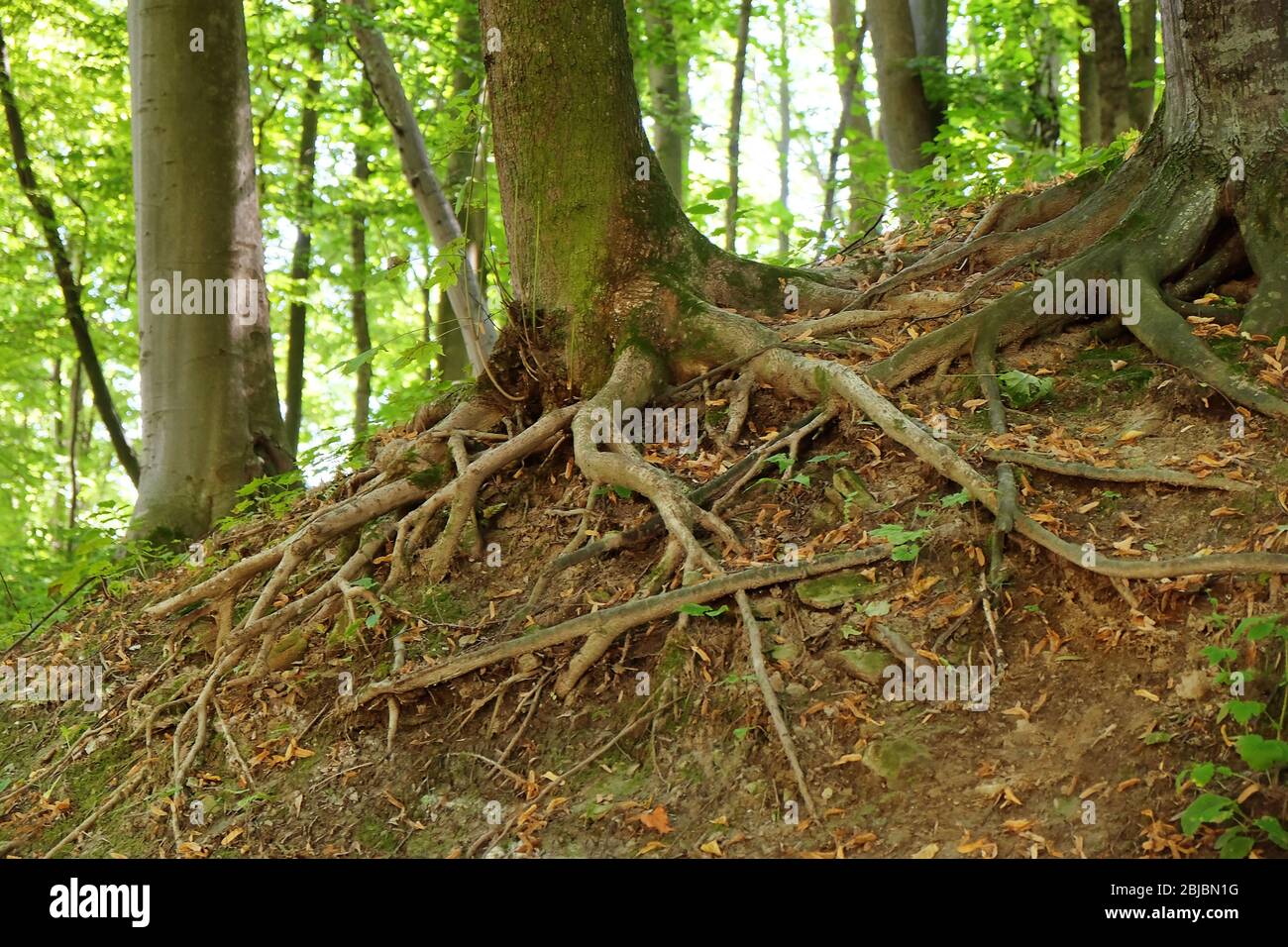 Tree roots in wild forest Stock Photo - Alamy