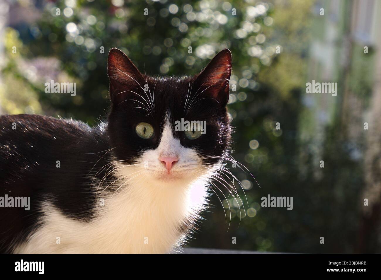 A black and white cat head with a confused face expression Stock Photo ...