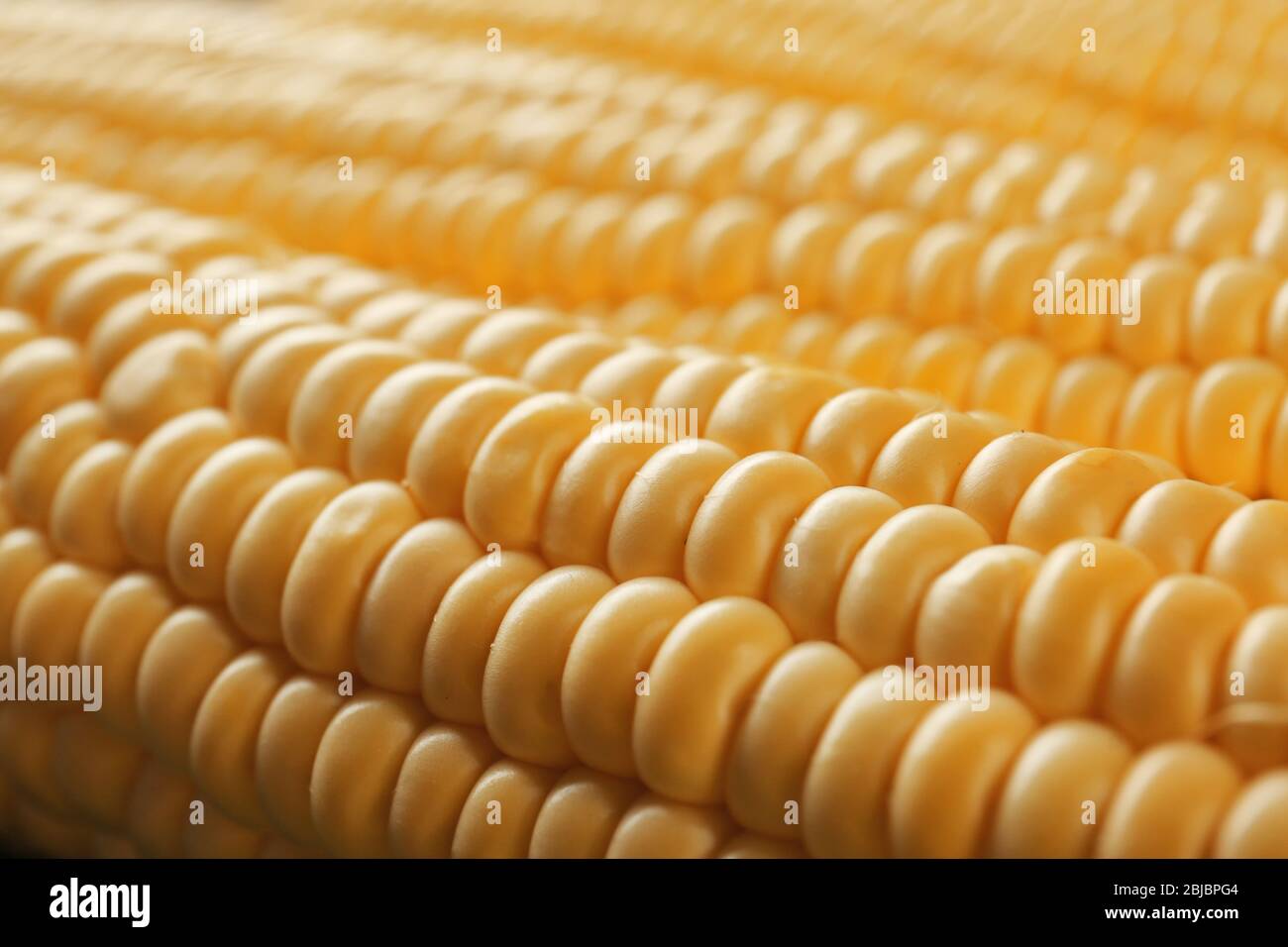 Fresh sweet corn, closeup Stock Photo - Alamy