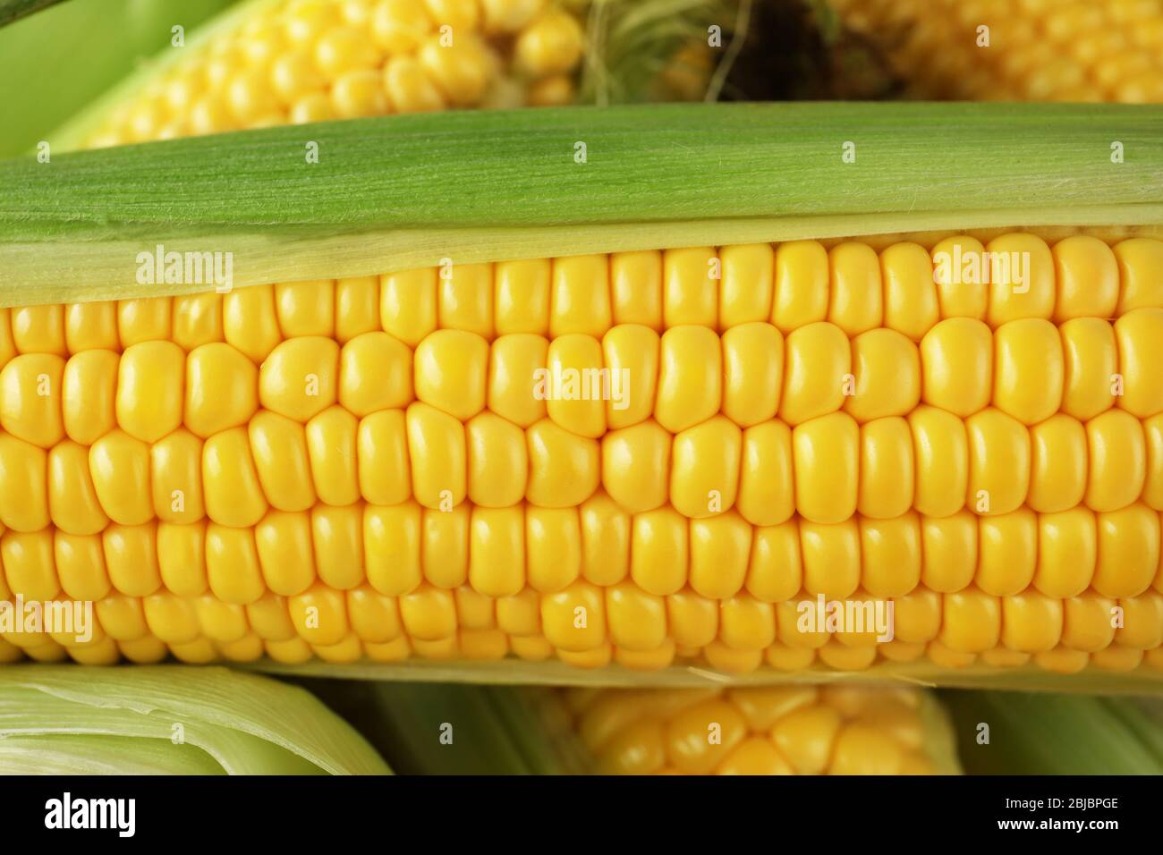 Fresh sweet corn, closeup Stock Photo - Alamy