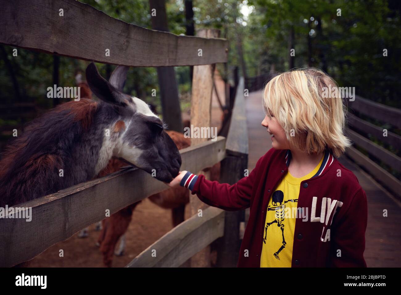 astonished happy young boy feeds lama from hands at the animal farm ...