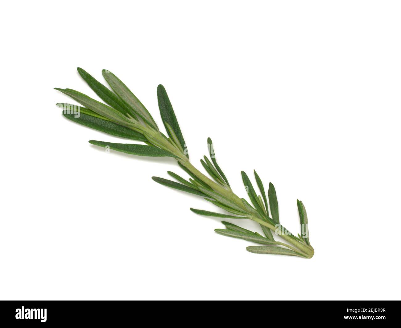 Sprig of rosemary hi-res stock photography and images - Alamy