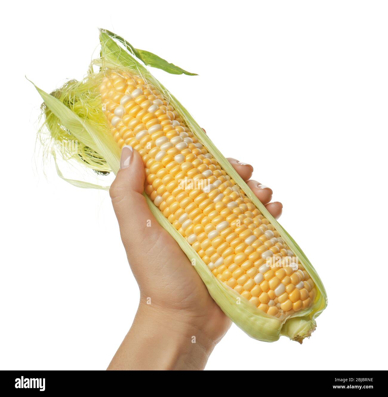 Female hand holding a corn on white background Stock Photo - Alamy