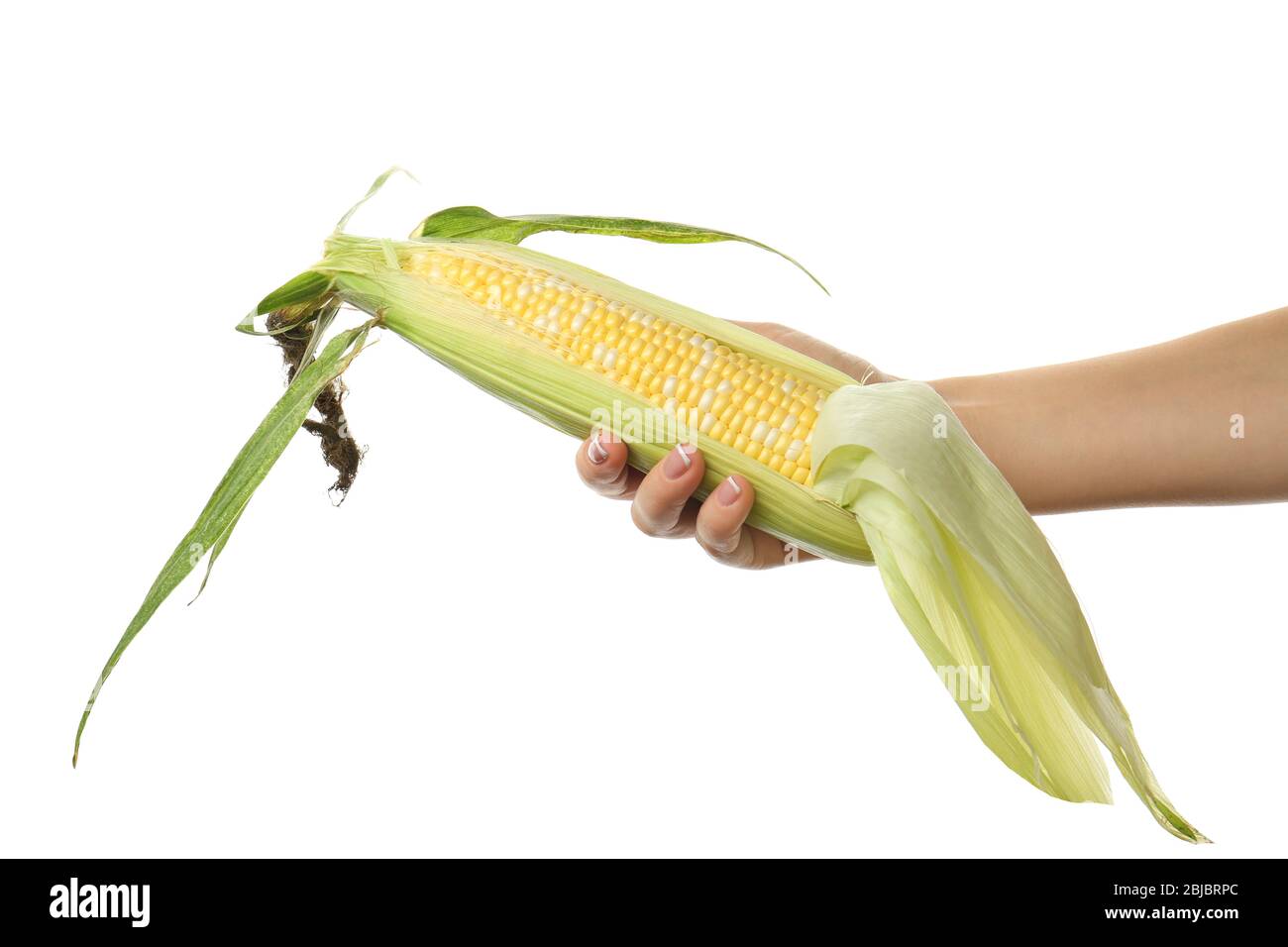 Female hand holding a corn on white background Stock Photo - Alamy