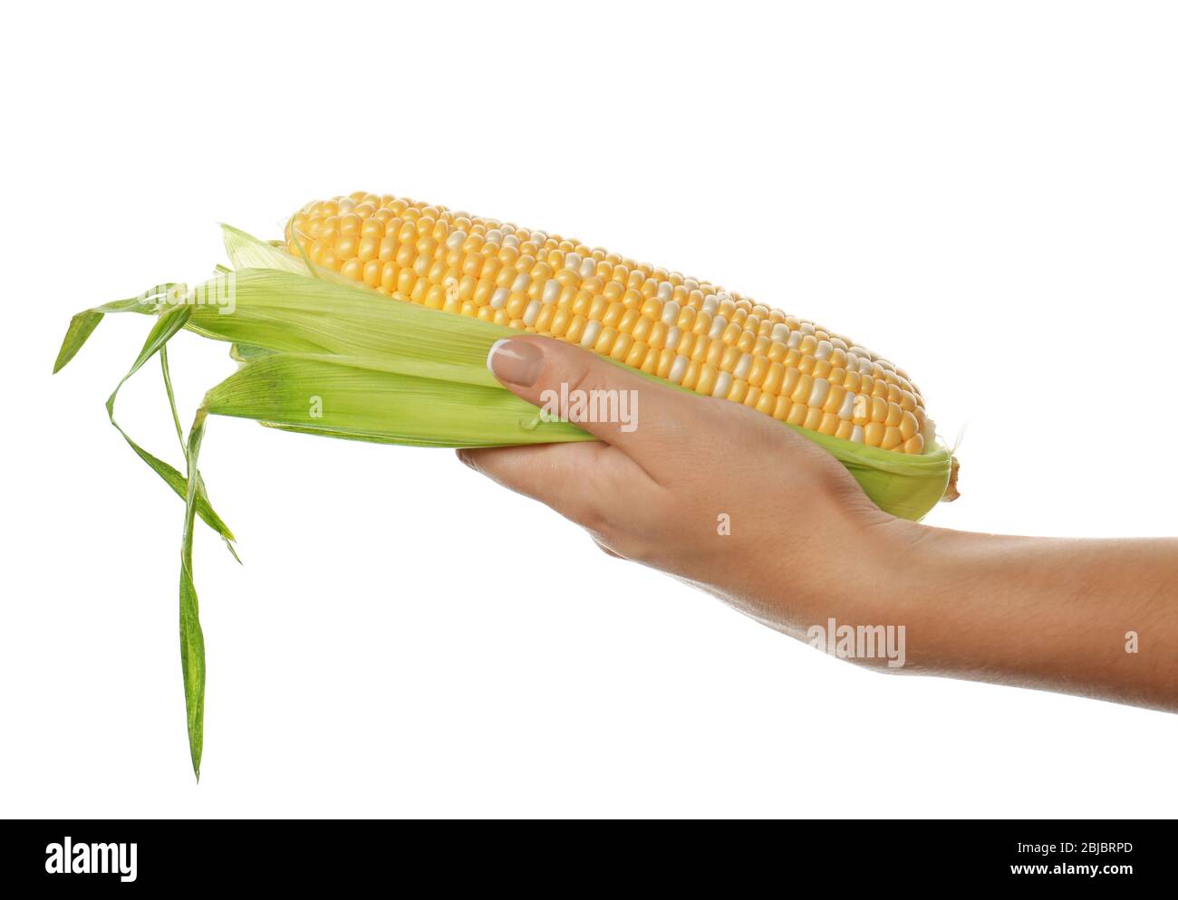 Female hand holding a corn on white background Stock Photo - Alamy