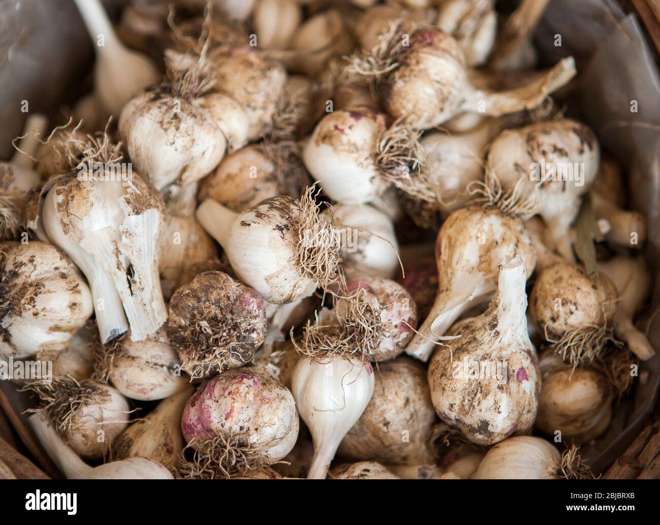 Produce garlic ct hi-res stock photography and images - Alamy