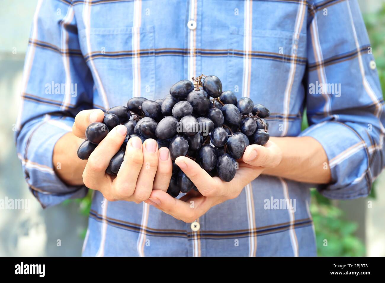 Farmers hands with bunch of grapes, outdoor Stock Photo - Alamy