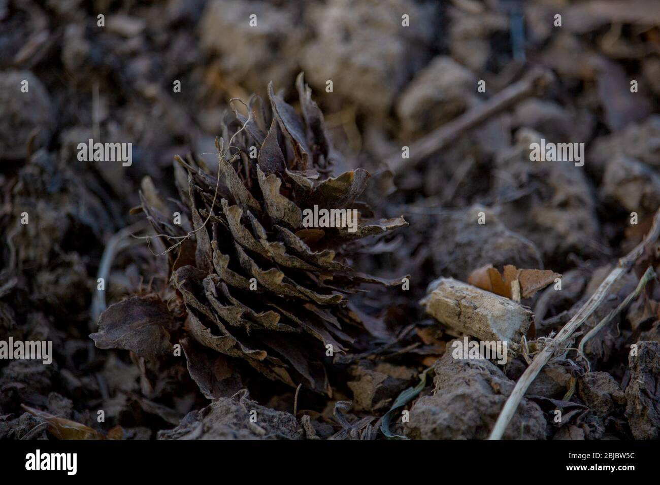 Conifer forest ground hi-res stock photography and images - Alamy