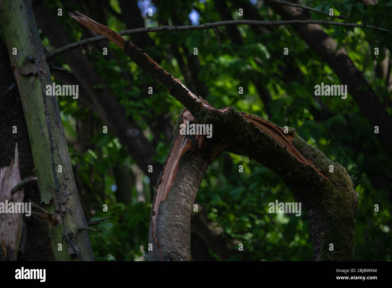 Broken off tree still hanging on the last remains after a storm Stock ...