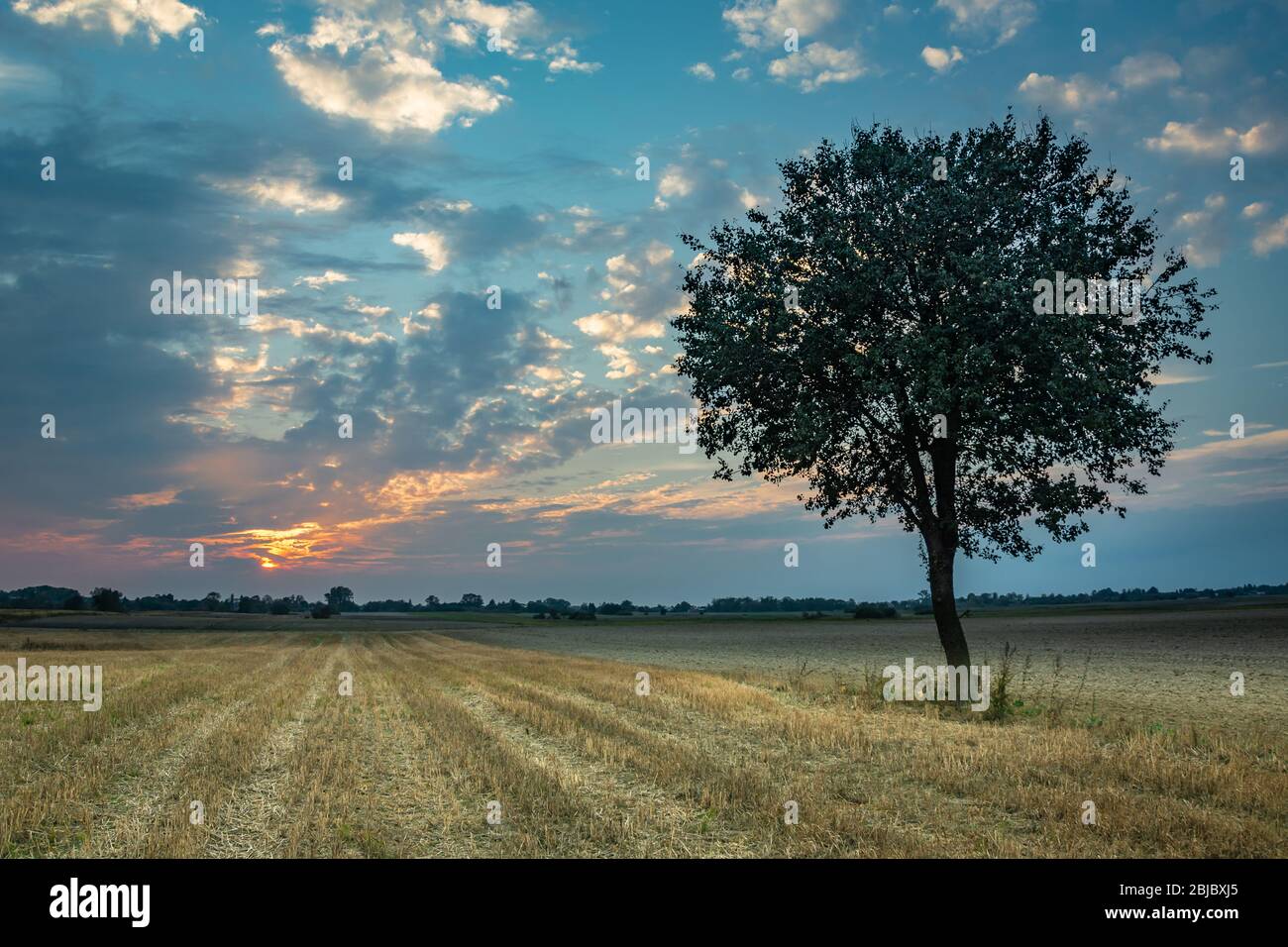 Single big deciduous tree with a round crown, stubble and clouds during ...
