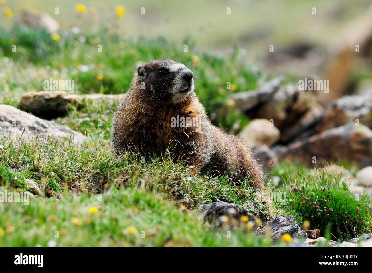 The Yellow-bellied Marmots are the high altitude relatives of ...