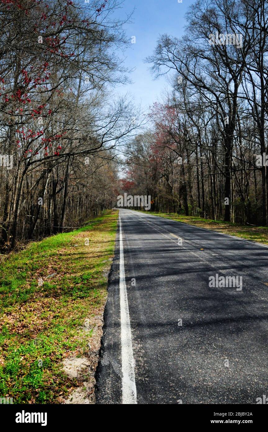A narrow country road going thru trees Stock Photo - Alamy