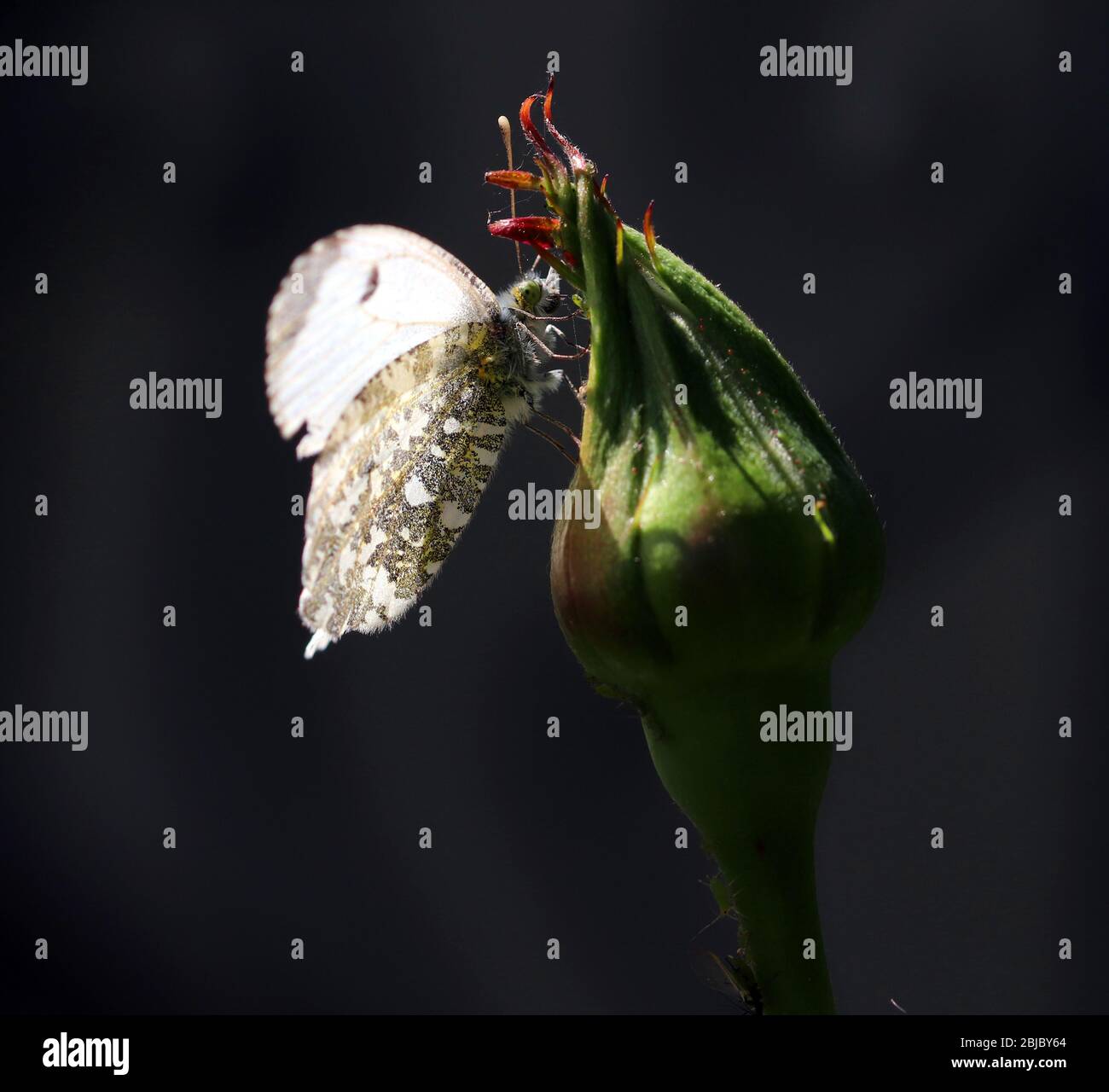 Low key rose hi-res stock photography and images - Alamy