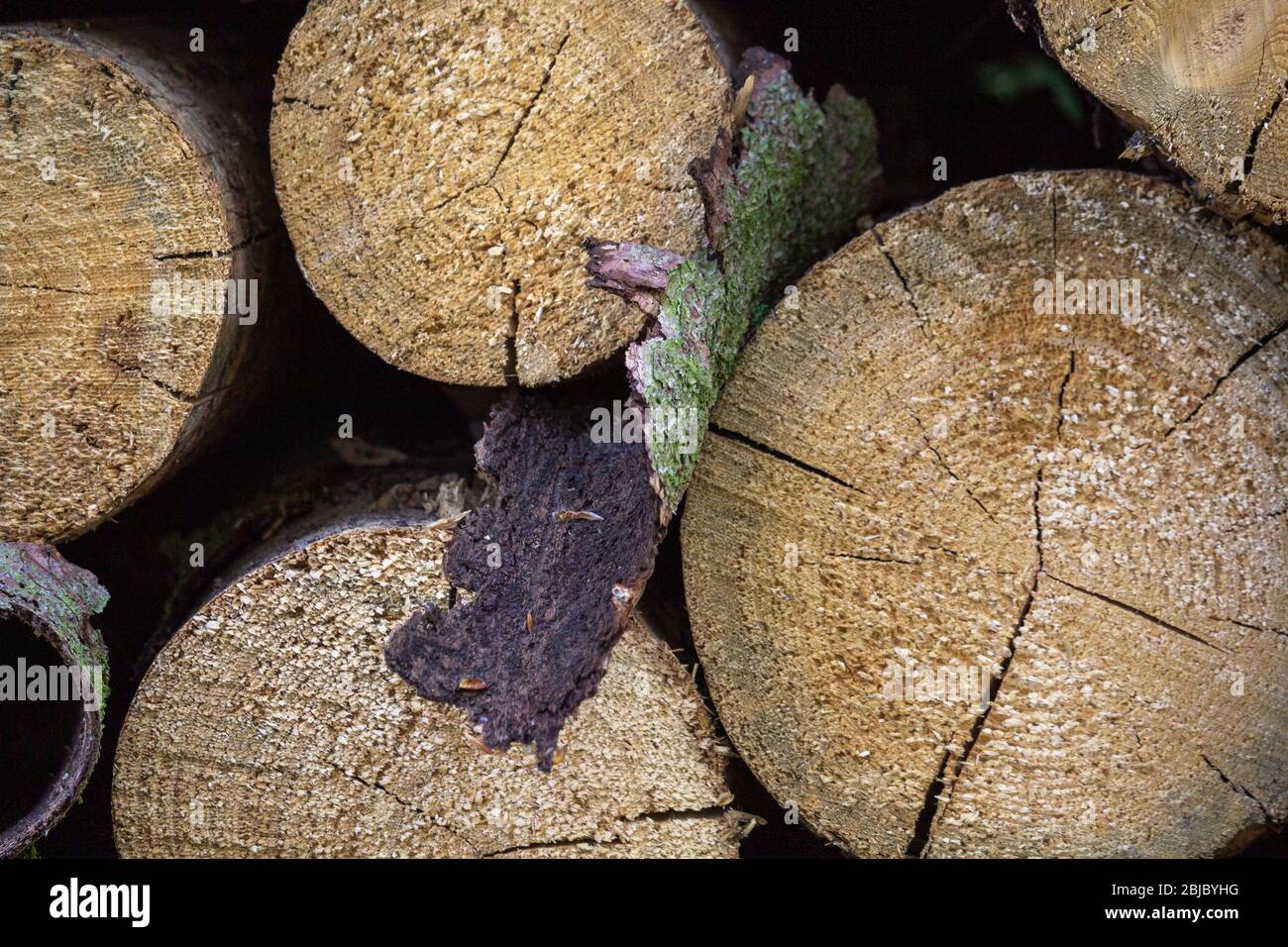 fallen bark of a tree trunk overgrown with moss and lichen in the ...