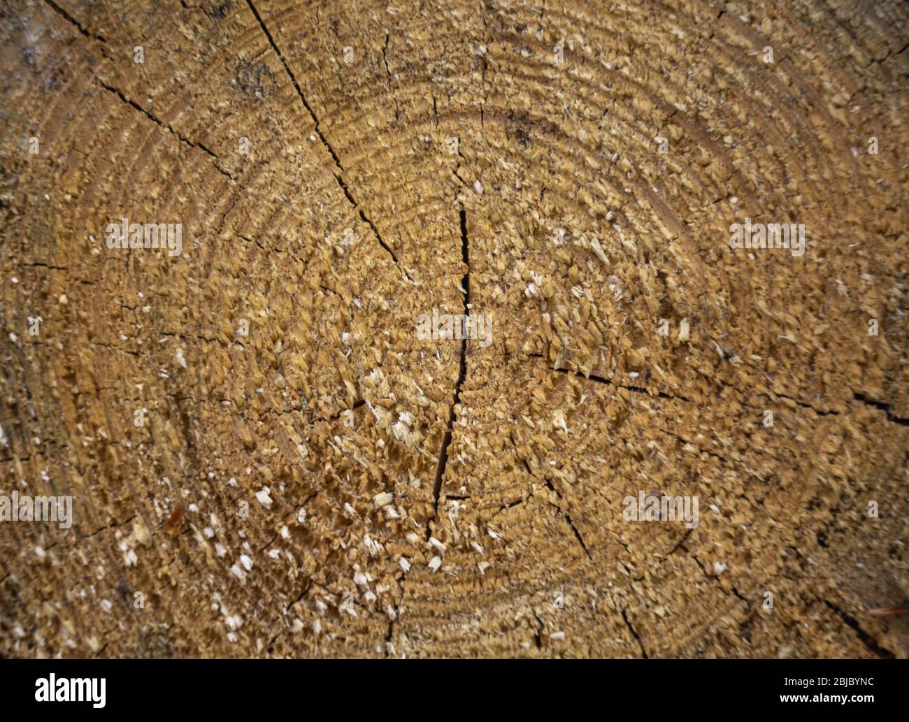 Cut surface of a felled tree lying in the stack of wood Stock Photo - Alamy